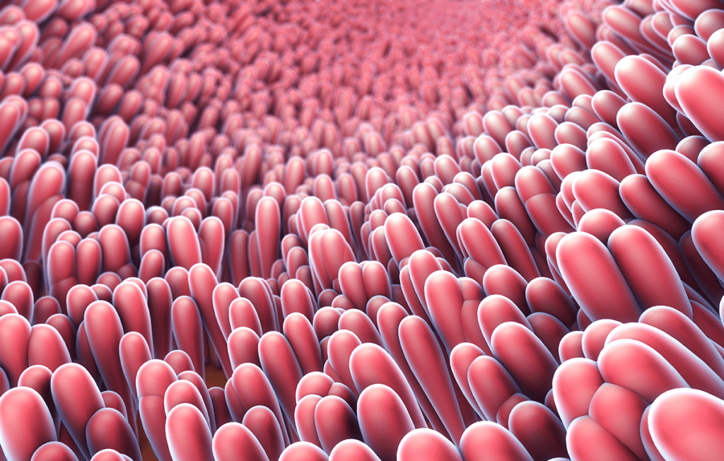 Leaky Gut – der „löchrige“ Darm - OMNi-BiOTiC® | DE